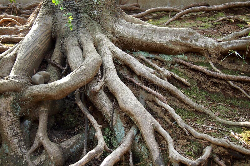 Raíz del árbol foto de archivo. Imagen de campo, negro - 28678372