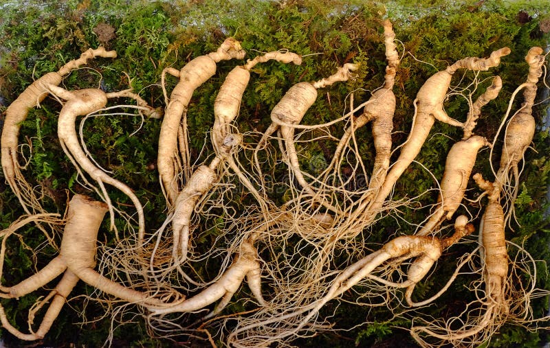 Raíz Coreana Fresca Del Ginseng Foto de archivo - Imagen de ginseng ...