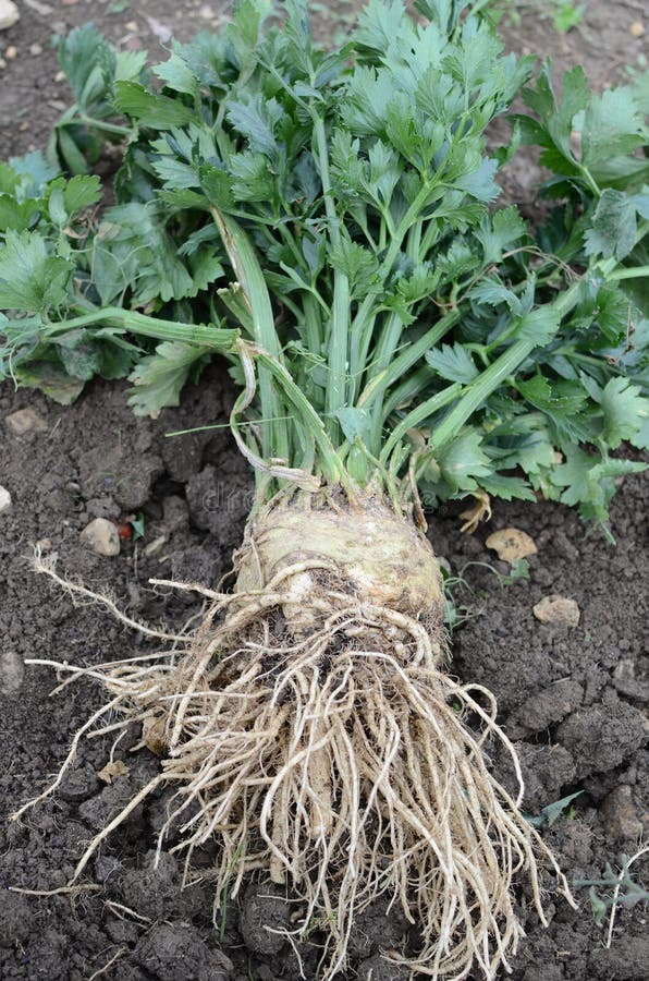Raíz de apio foto de archivo. Imagen de apio, vitamina - 26652280