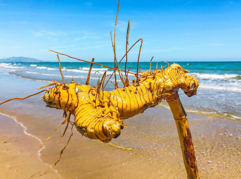 Raíz de bambú foto de archivo. Imagen de ciencia, verde - 82648