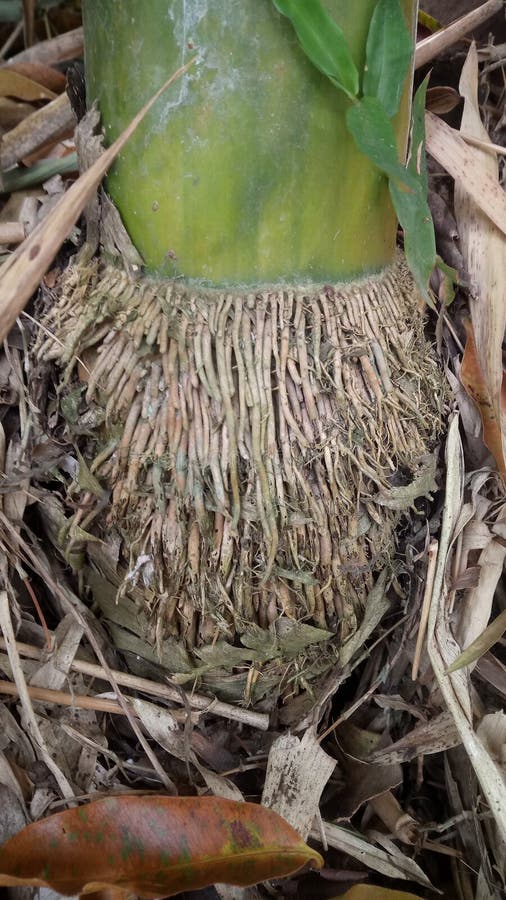 Raíz del bambú foto de archivo. Imagen de planta, grunge - 25228662