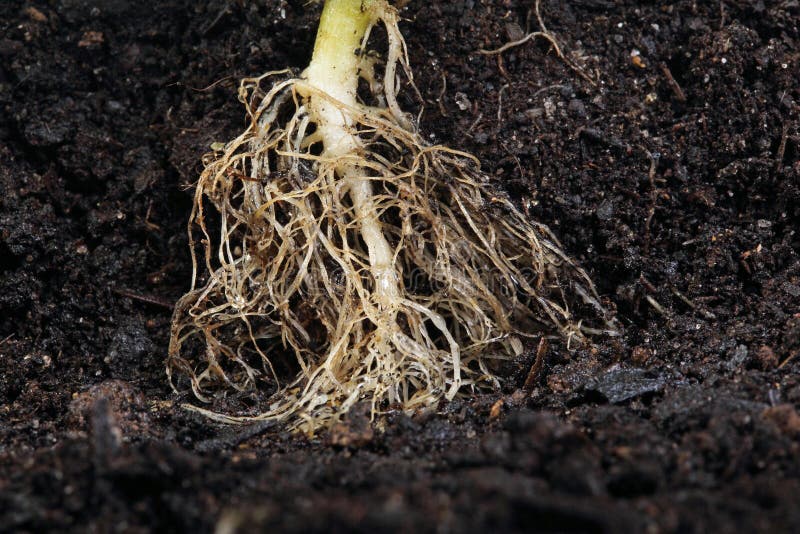 Planta Con Las Flores Y La Raíz Visible Imagen de archivo - Imagen de ...