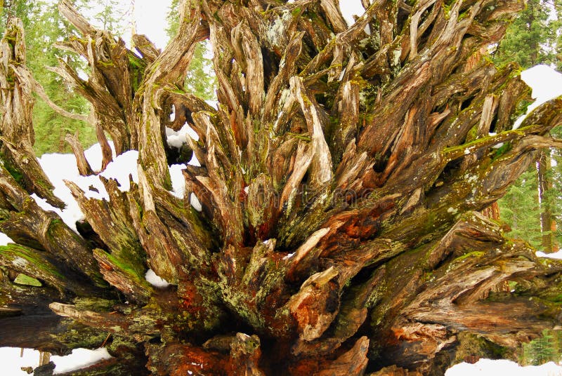 Secoya gigante imagen de archivo. Imagen de oeste, turismo - 52664373
