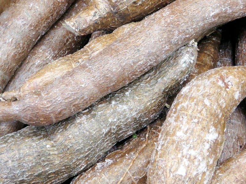 Raíz De La Planta De La Yuca, Dentro Del Bosque Del Amazonas En ...