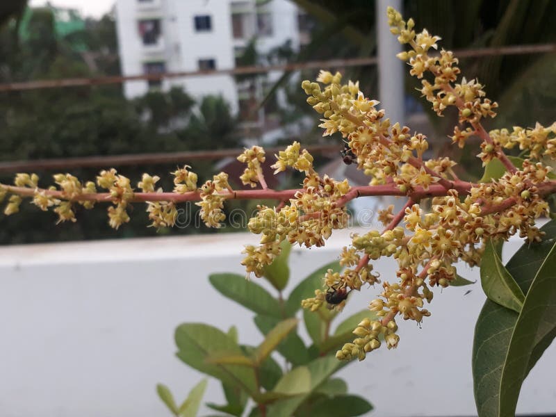 Árbol De La Raíz Del Mango En Campo De La Naturaleza Del Campo Foto de ...