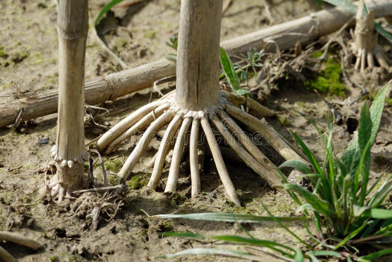 Raíz de la planta de maíz imagen de archivo. Imagen de maíz - 76291961