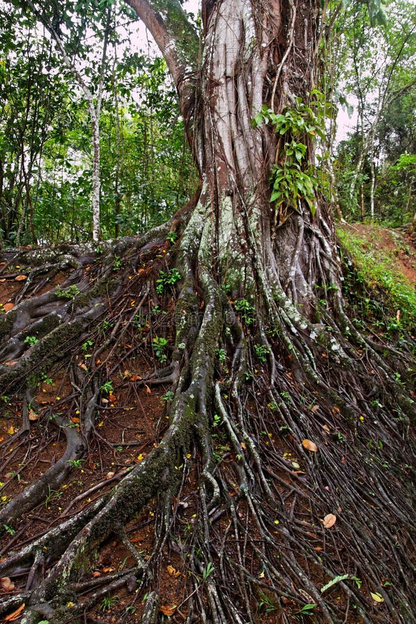 Raíz del árbol foto de archivo. Imagen de planta, america - 5060108