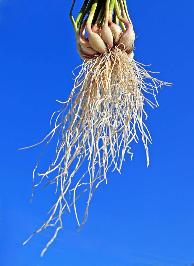 Raíz del ajo imagen de archivo. Imagen de refresco, dieta - 11476115