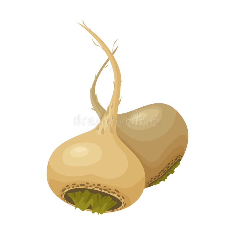 Ejemplo Del Vector Del Maca Para Su Diseño Ilustración del Vector ...