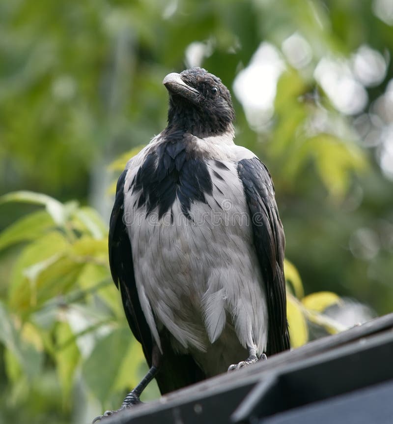 Raaf stock afbeelding. Image of veer, ornithologie, klauw - 12829713