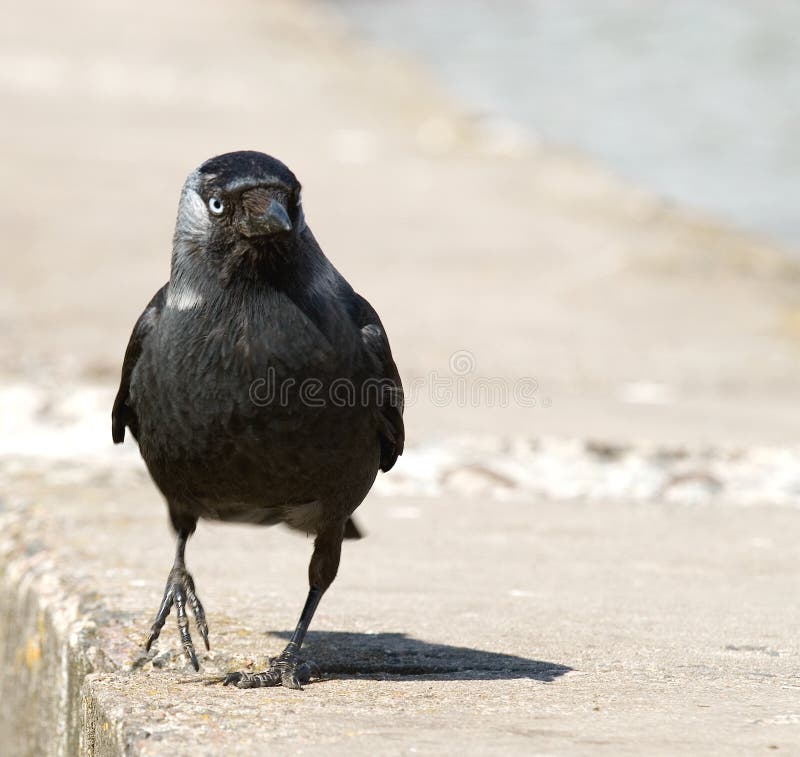 Raaf stock afbeelding. Image of glanzend, dier, perspectief - 2291067