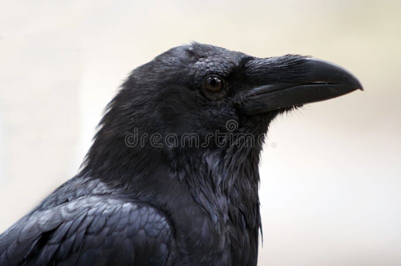 Raaf stock foto. Image of vogel, dier, zongster, raaf - 3197814