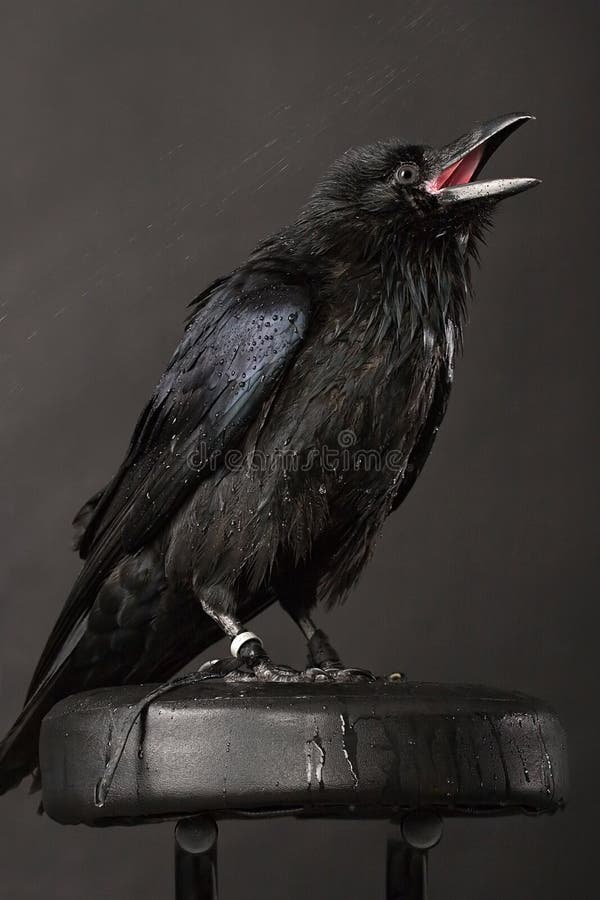 Raaf stock afbeelding. Image of raaf, staar, vogel, dier - 3510275