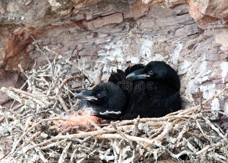 Raaf, Raven Comune, Corax Di Corvo Fotografia Stock - Immagine di nido ...