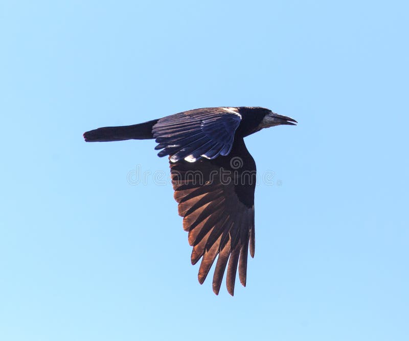 De Opeenvolging Van De Raaf Tijdens De Vlucht. Stock Afbeelding - Image ...