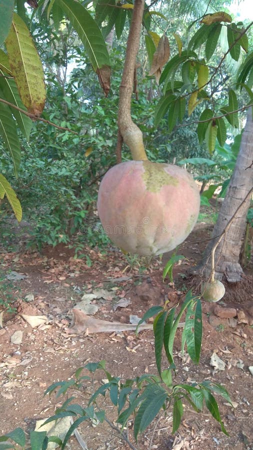 Raam Phal Stock Photos - Free & Royalty-Free Stock Photos from Dreamstime