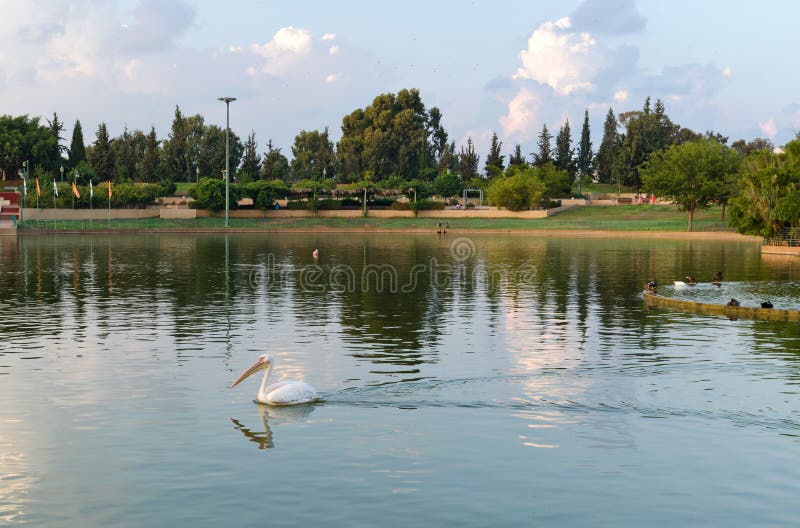 Raanana Park Trees and Lake Editorial Photo - Image of swan, duck: 27269166