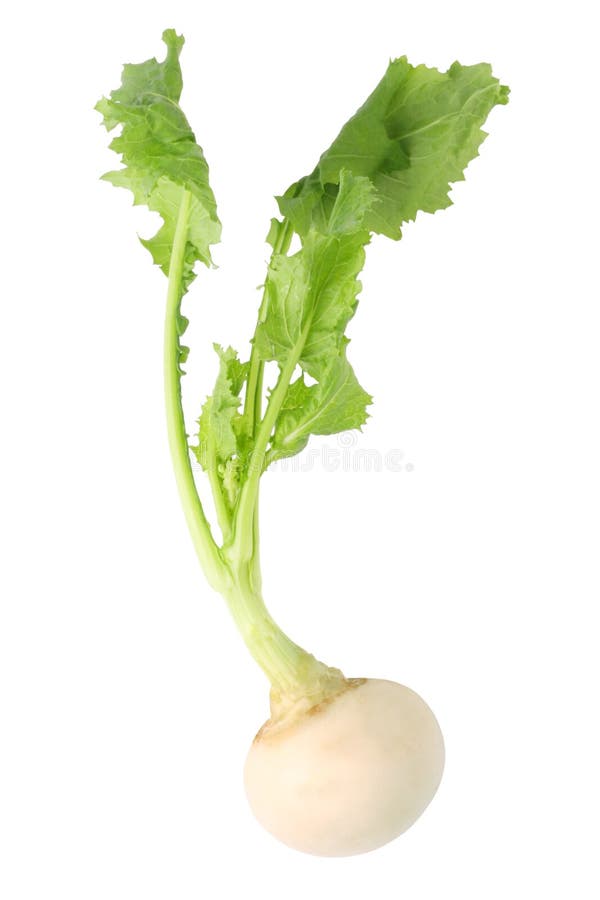 Raap stock afbeelding. Image of salade, vers, plantaardig - 19068169