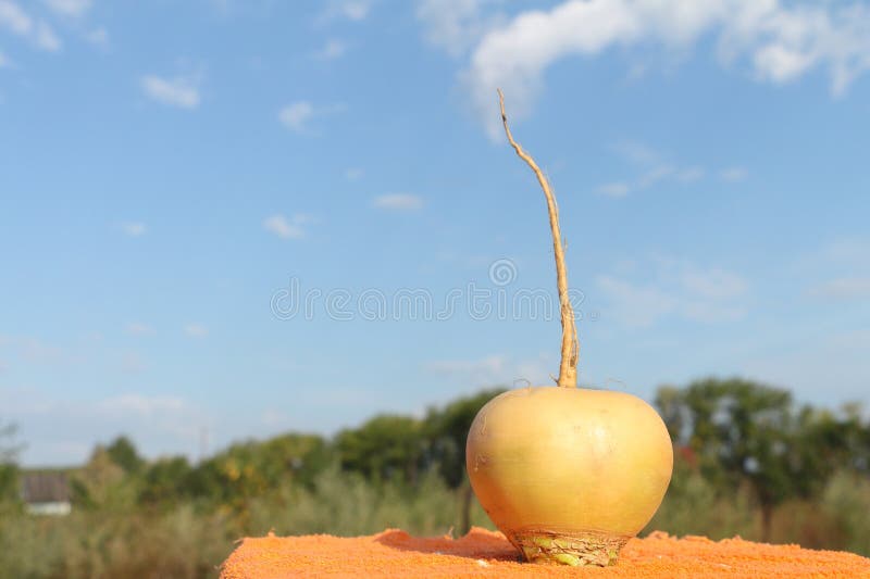 Raap stock afbeelding. Image of wolk, hemel, één, staart - 45872357
