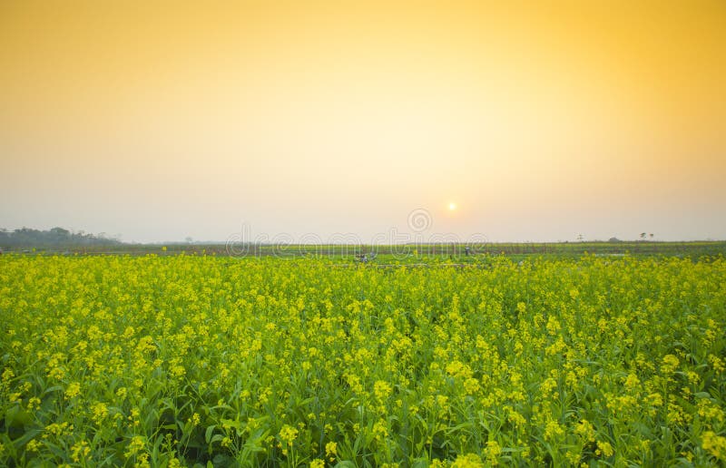 De Mooie Gele Mosterd Bloeit Gebied Stock Foto - Image of ...