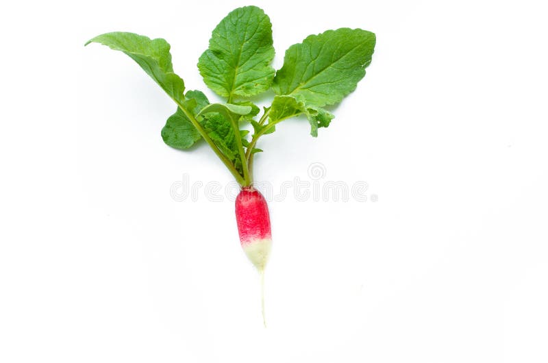 Rabanete E Folha Verde Isolados No Fundo Branco Foto de Stock - Imagem ...