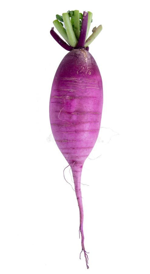 Rabanete roxo do daikon imagem de stock. Imagem de rabanete - 43919965