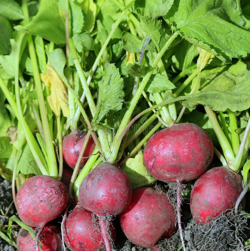 Rabanetes Na Linha Em Uma Tabela De Madeira Preta Foto de Stock ...