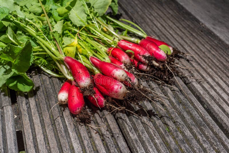 Rabanetes Raphanus Sativus Recentemente Colhidos. Foto de Stock ...