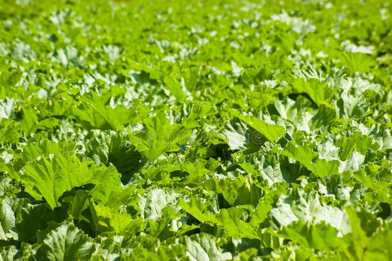 Rabarbaro Sulla Piantagione Fotografia Stock - Immagine di wholesale ...