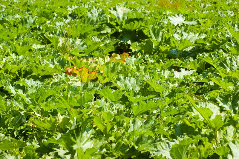 Rabarbaro fotografia stock. Immagine di pianta, dieta - 5558716