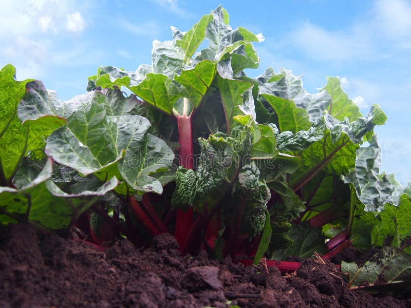 Rabarbaro Sulla Piantagione Fotografia Stock - Immagine di grossista ...