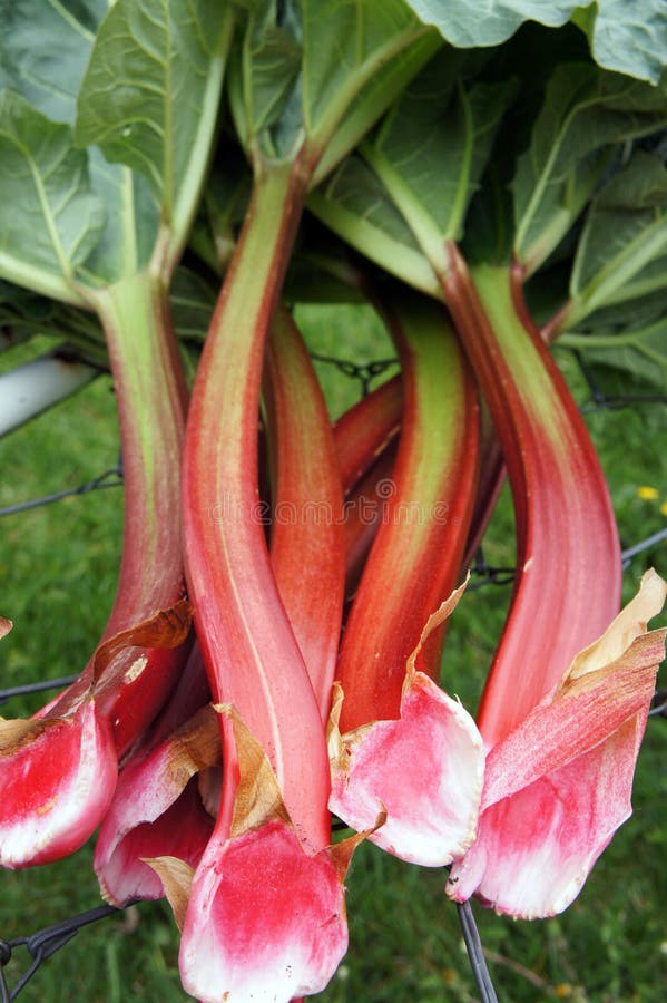 Wilde Rabarber (Rheum-altaicum L.) Stock Foto - Image of alpien ...