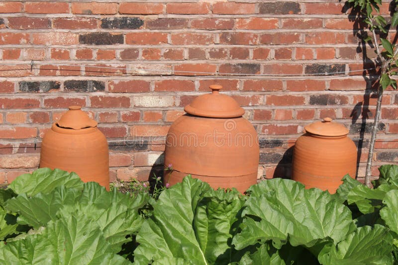 Rabarber Het Dwingen Kruiken Stock Foto - Image of overwinnaar, tuinen ...