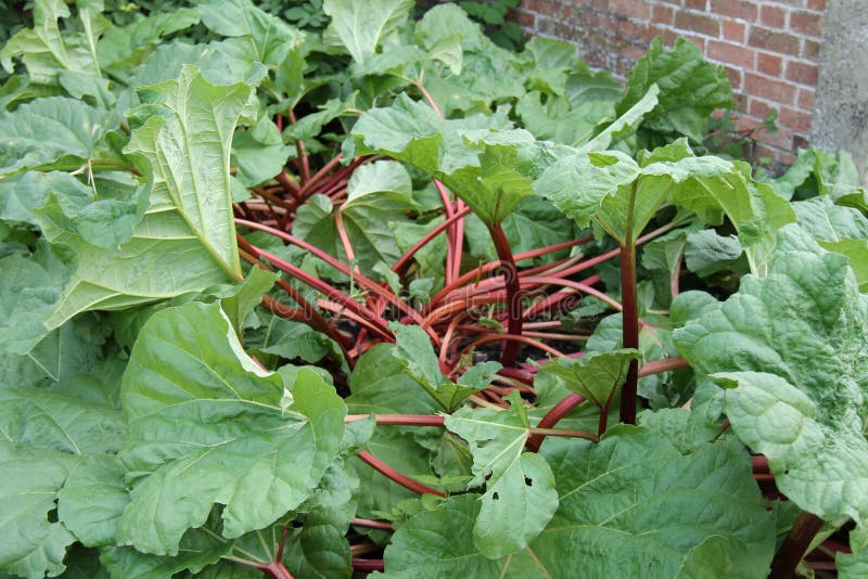 Wilde Rabarber (Rheum-altaicum L.) Stock Foto - Image of alpien ...