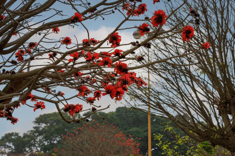 Rabat. Morocco. Royal Palace. Red Coral Flower on a Coral Tree. Stock ...