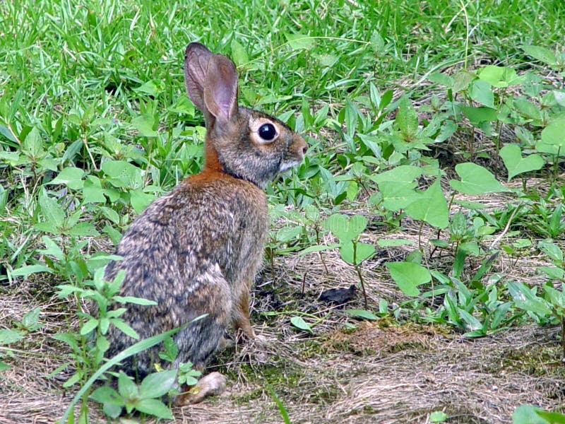 Eastern Cottontail Rabbit stock image. Image of american - 5954245