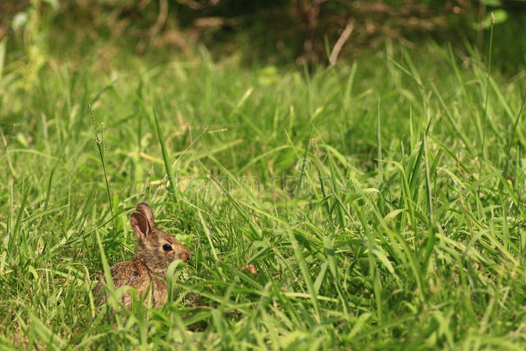 2,565 Rabbit Hiding Stock Photos - Free & Royalty-Free Stock Photos ...