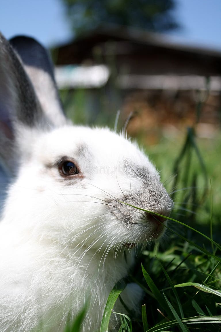 Amami Rabbit Stock Photos - Free & Royalty-Free Stock Photos from ...