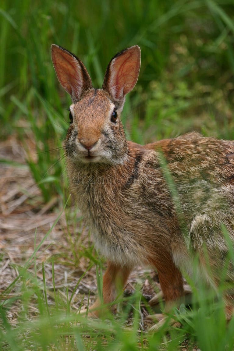 1,570 Jumping Rabbit Stock Photos - Free & Royalty-Free Stock Photos ...
