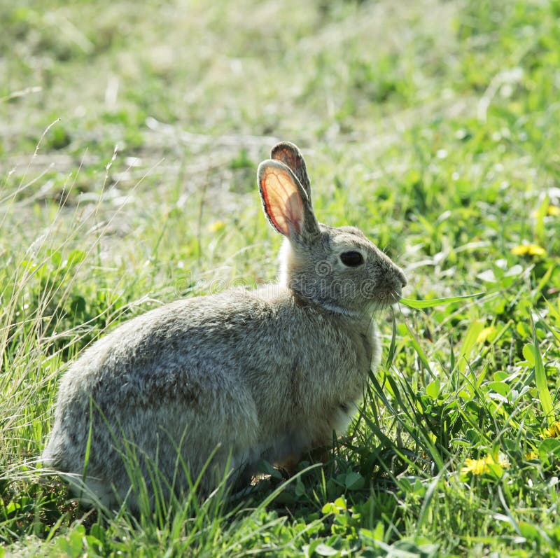 Bunny Rabbit stock photo. Image of bugs, love, sleep, rabbit - 1066390