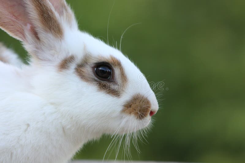White rabbit stock image. Image of animal, cute, looking - 38796273