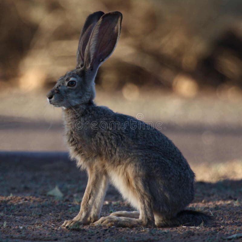 Desert Jackrabbit in Saguaro National Park Stock Image - Image of ...