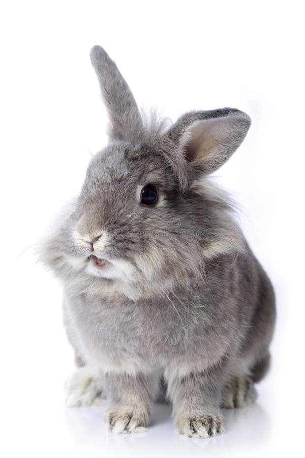 Rabbit stock photo. Image of dwarf, domestic, animal - 11200916