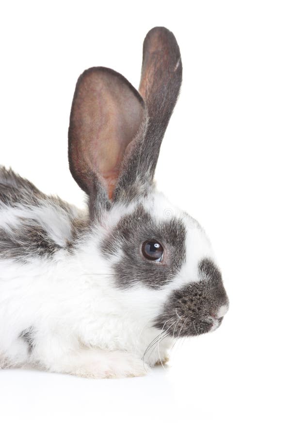 Rabbit tongue out stock image. Image of cutout, isolated - 13241745