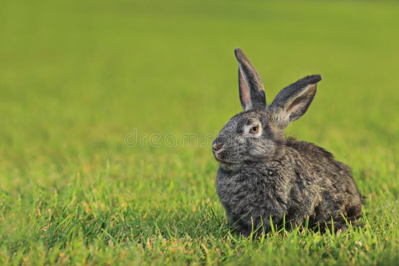 Cautious Bunny Rabbit in Grass Stock Photo - Image of charming, animals ...