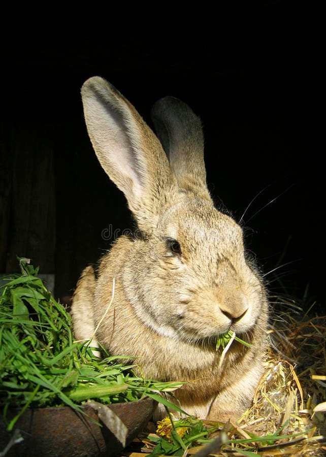 Bunny Rabbit stock photo. Image of foreign, african, mammals - 2076066
