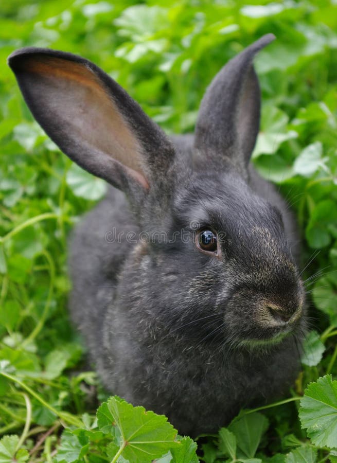 Stretching Rabbit stock photo. Image of stretching, movement - 37688204