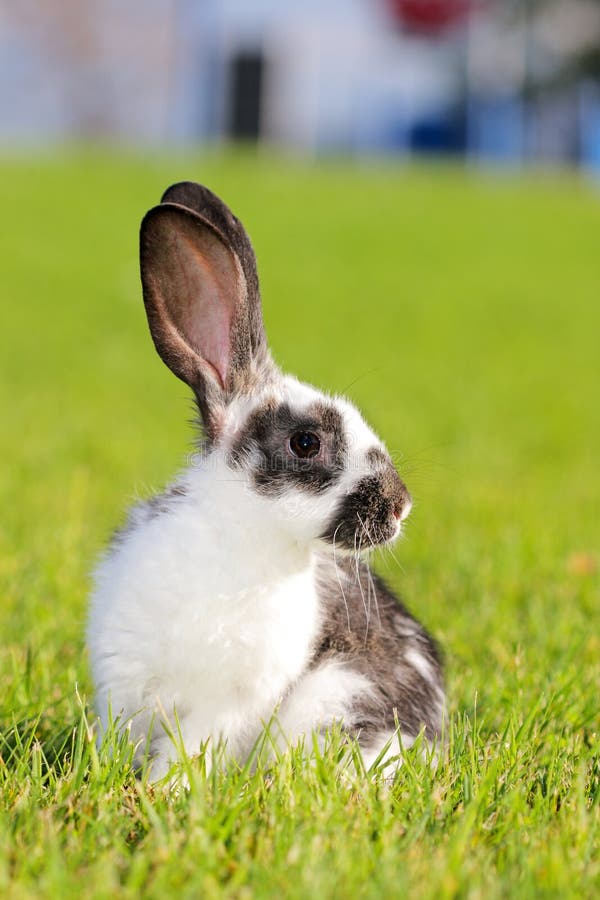 229,335 Rabbit Photos - Free & Royalty-Free Stock Photos from Dreamstime