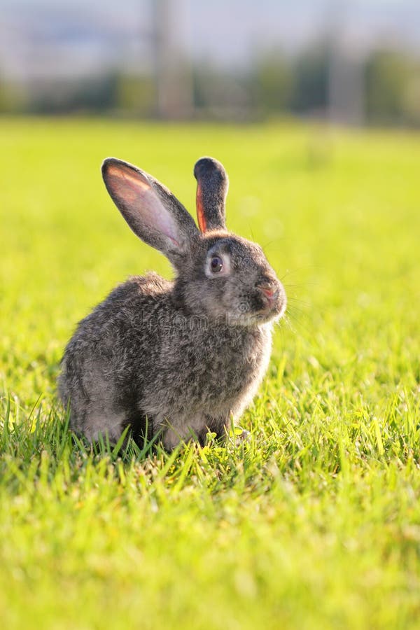 Baby rabbit stock photo. Image of ears, rabbit, rodent - 3158938