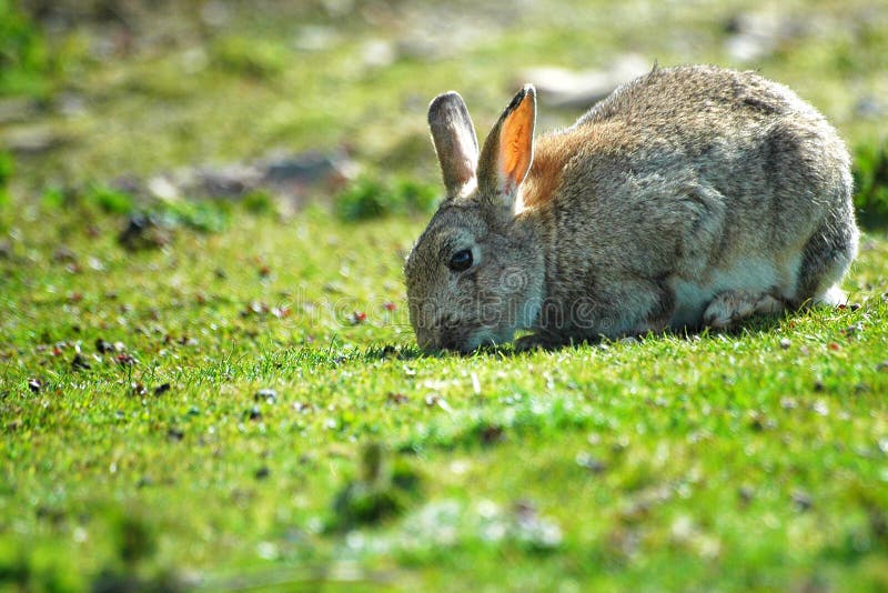 Rabbit stock image. Image of nature, pasture, rabbit - 12994367